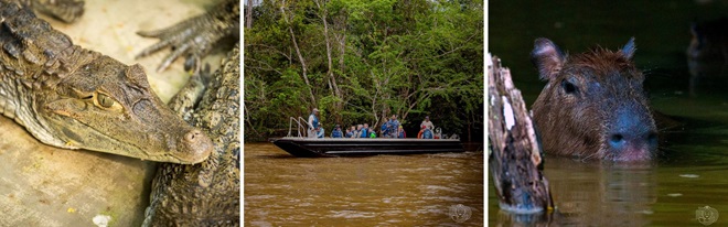 5 Animales que sólo puedes ver en el Amazonas del Perú - Clase Turista